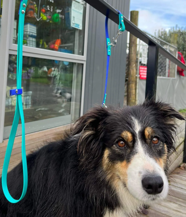 The Home of Pet Supplies in NZ | Pet Store NZ | Shine Pets