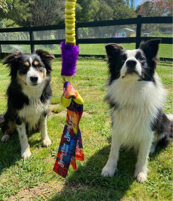 The Home of Pet Supplies in NZ | Pet Store NZ | Shine Pets