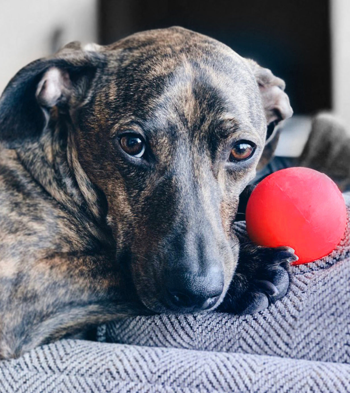 Ruff Dawg Ball - Indestructible, Fun, & Safe Dog Toy – Shine Pets