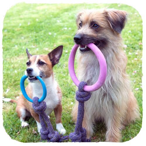 Buy Tough & Durable Dog Toys NZ – Shine Pets