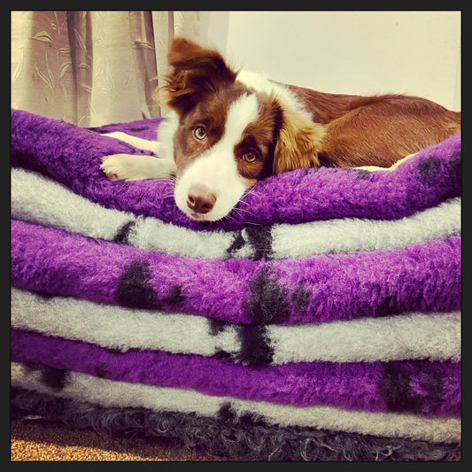 The Home of Pet Supplies in NZ | Pet Store NZ | Shine Pets
